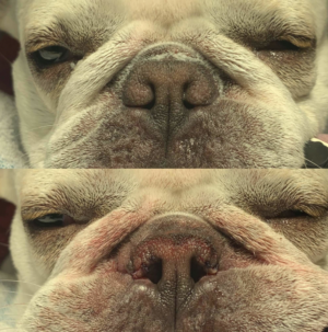 BOAS Surgery - Everything You Need to Know about French Bulldog ...