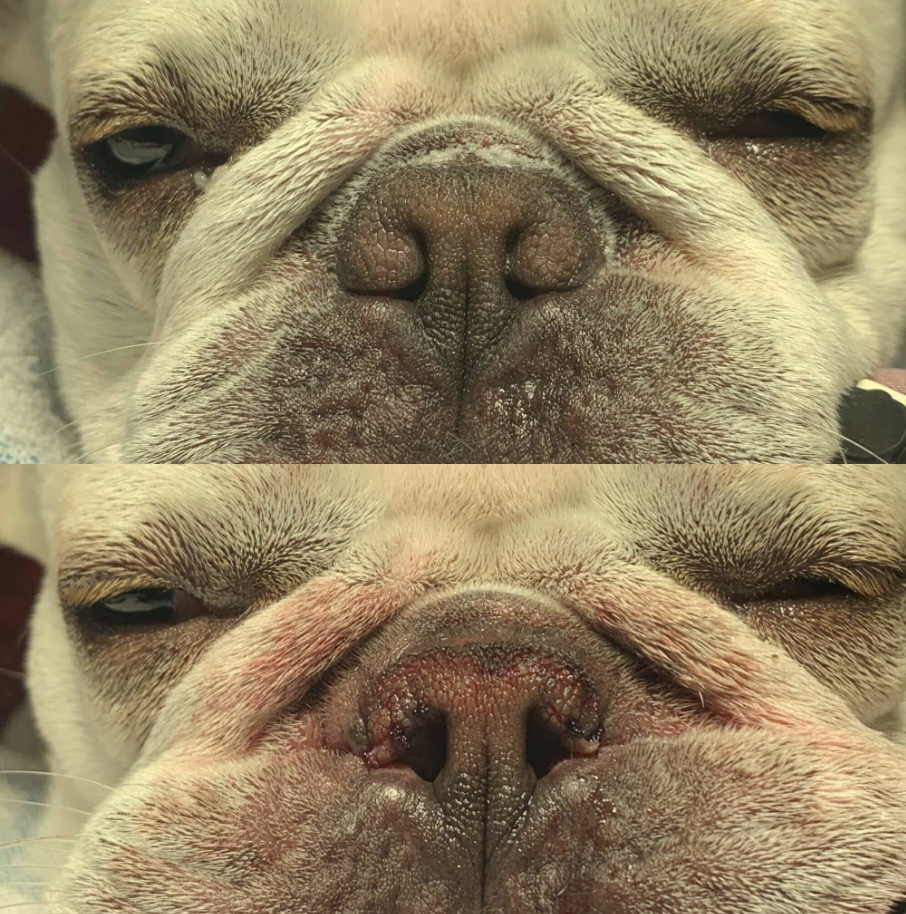 BOAS Surgery - Everything You Need to Know about French Bulldog ...