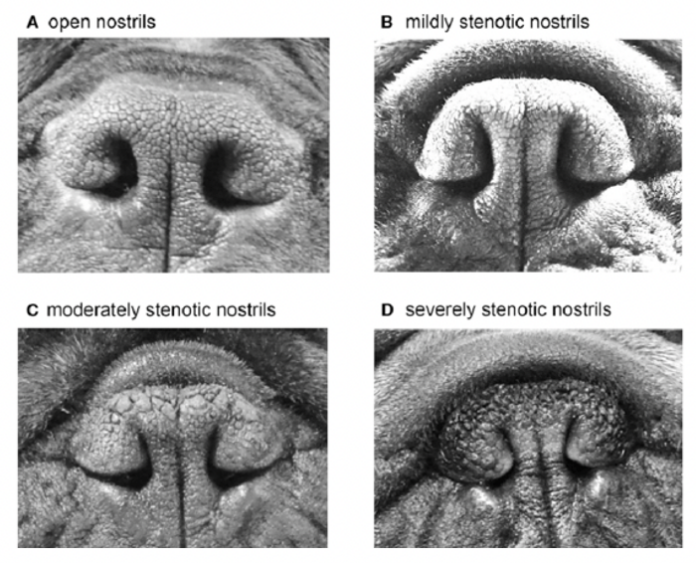 What You Should Know About French Bulldog Breathing Issues - French ...