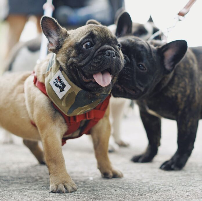 BOAS Surgery - Everything You Need to Know about French Bulldog ...