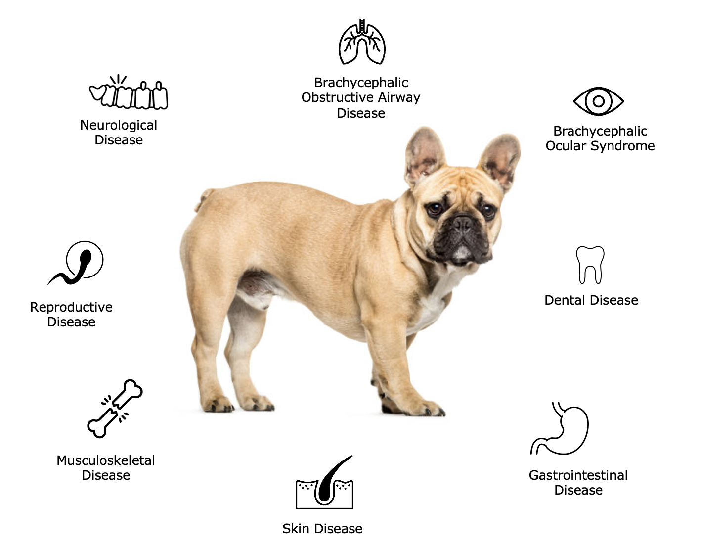 French Bulldog Health Issues | Brachycephaly and the Effects on Animal ...